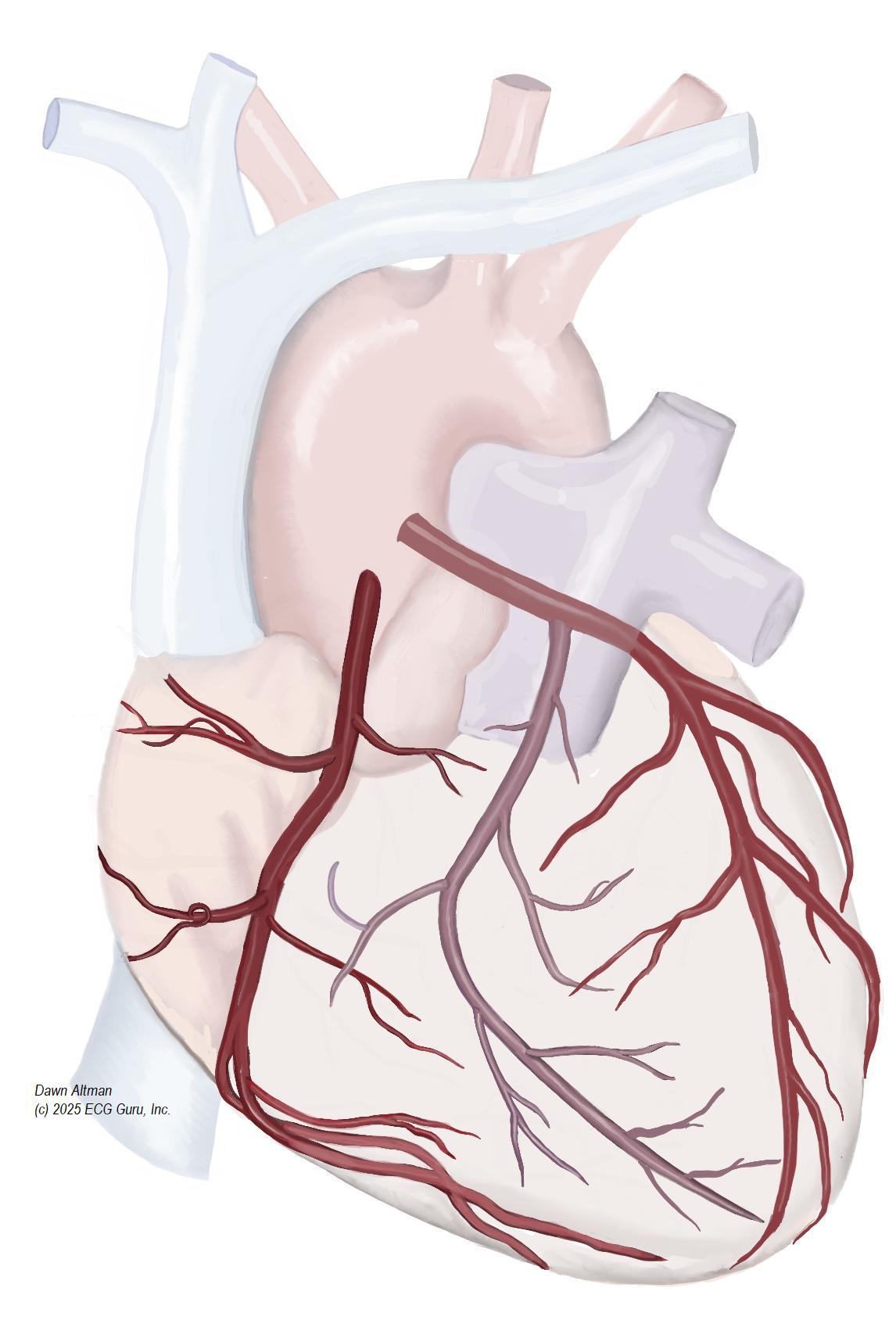 Illustration: Dominant left circumflex | ECG Guru - Instructor Resources